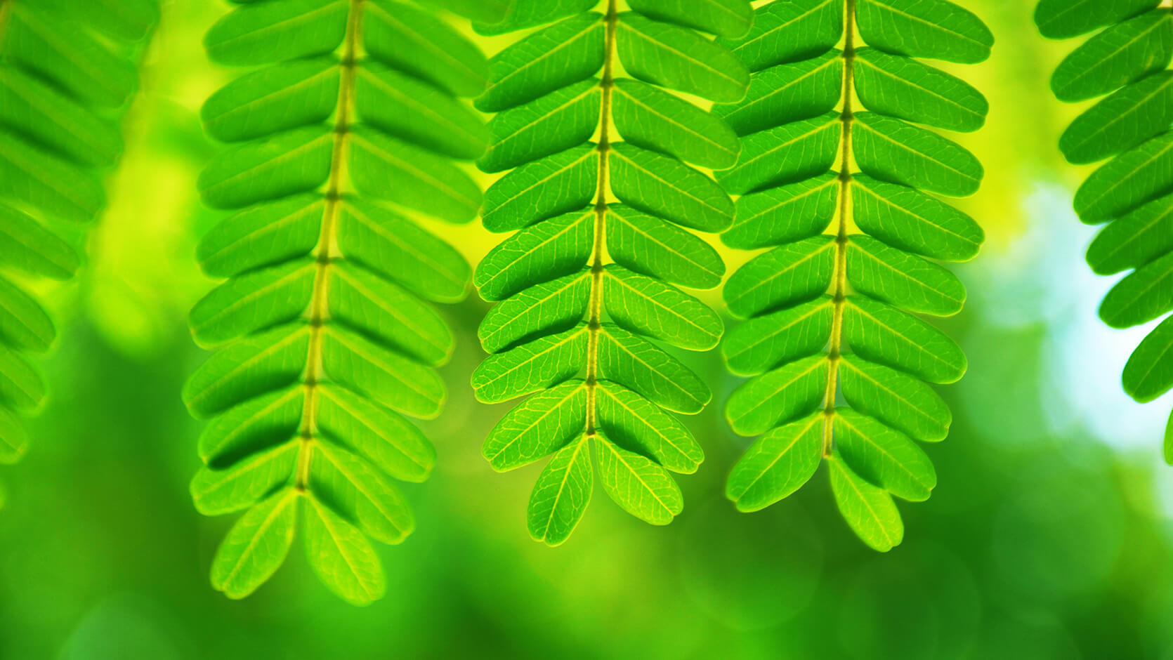 Plants Can Move