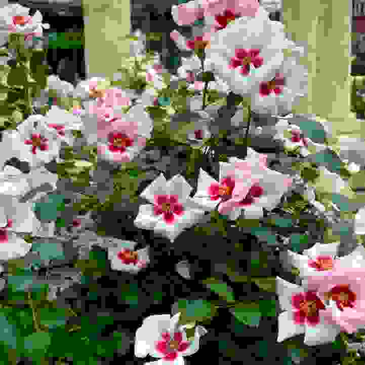 Peony (Paeonia cv.)