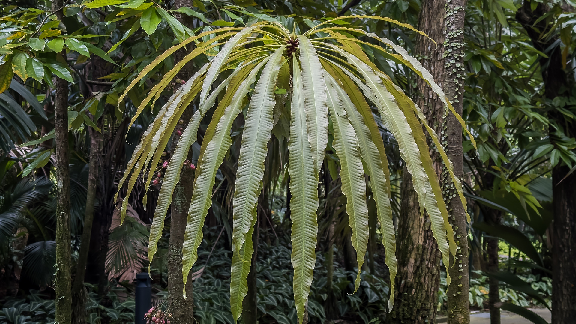 Barringtonia papuana