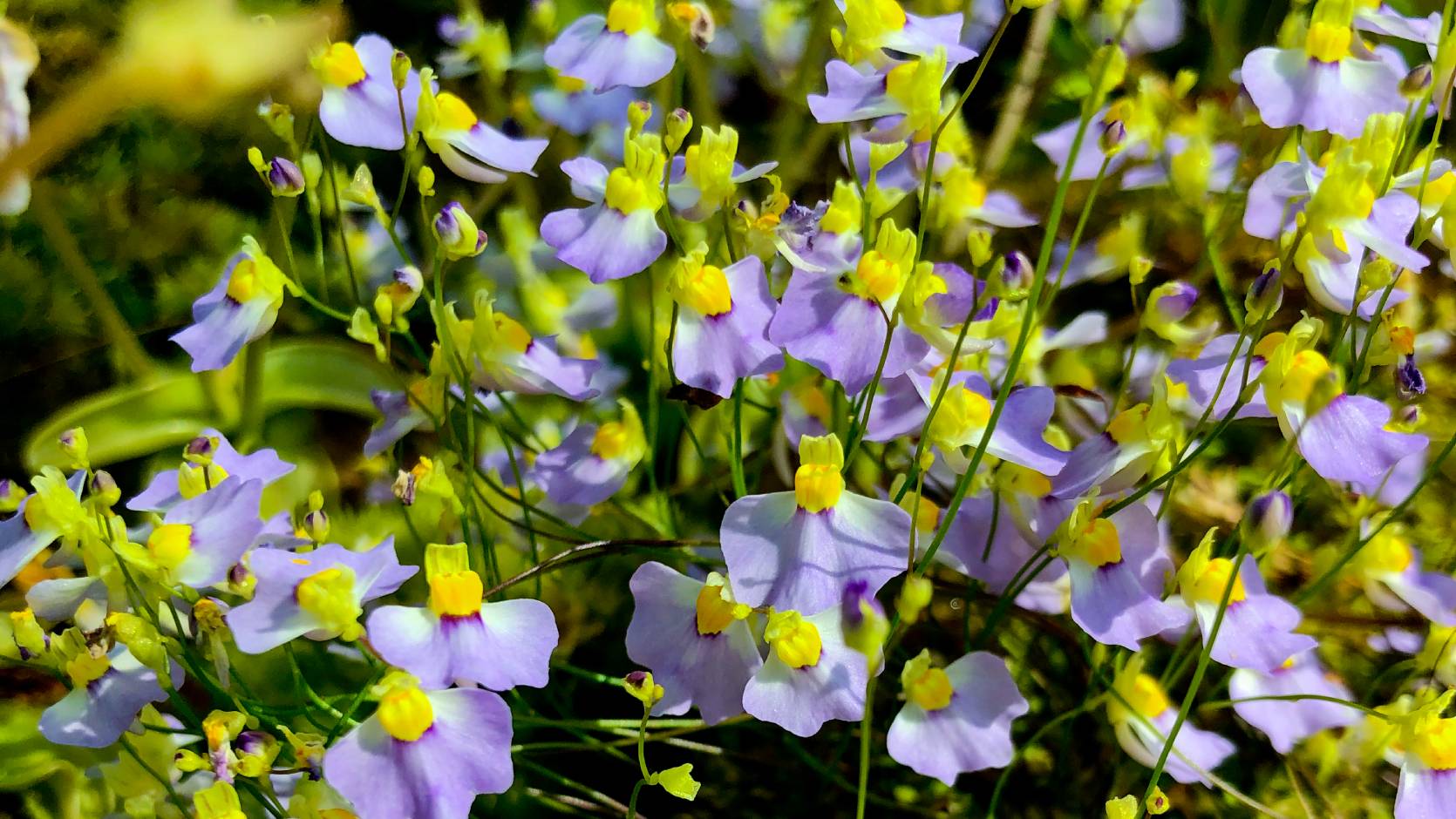 Macleania pentaptera