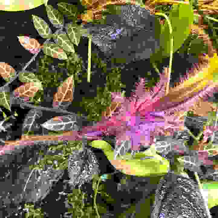 Yellow Mai (Ochna integerrima)