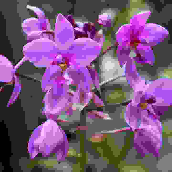 Garden Geranium (Pelargonium × hortorum)