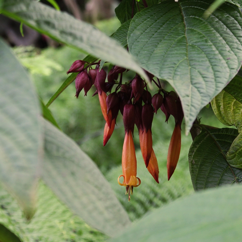 Empress of Brazil (Worsleya procera)