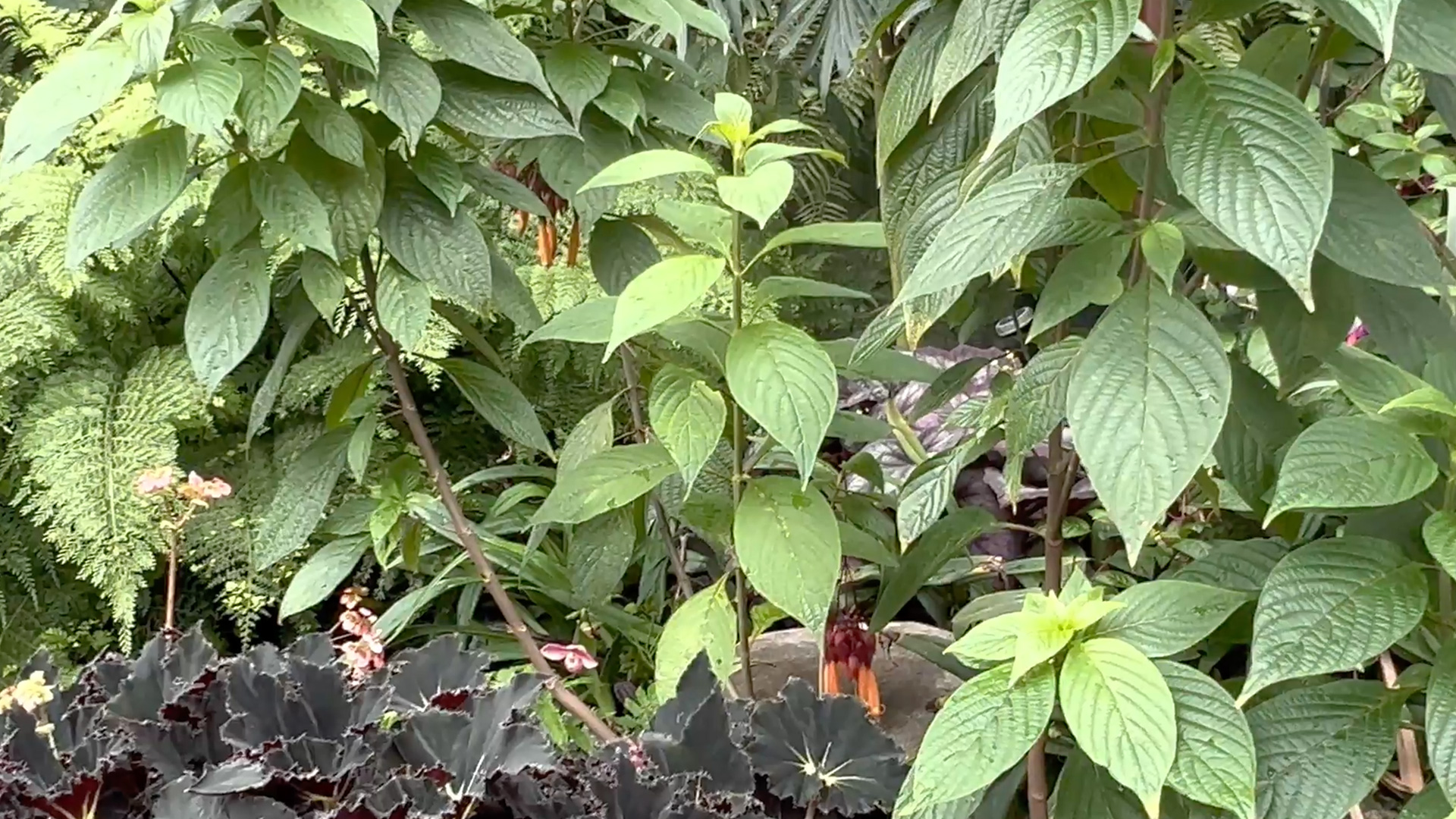 Golden Fuchsia (Deppea splendens)