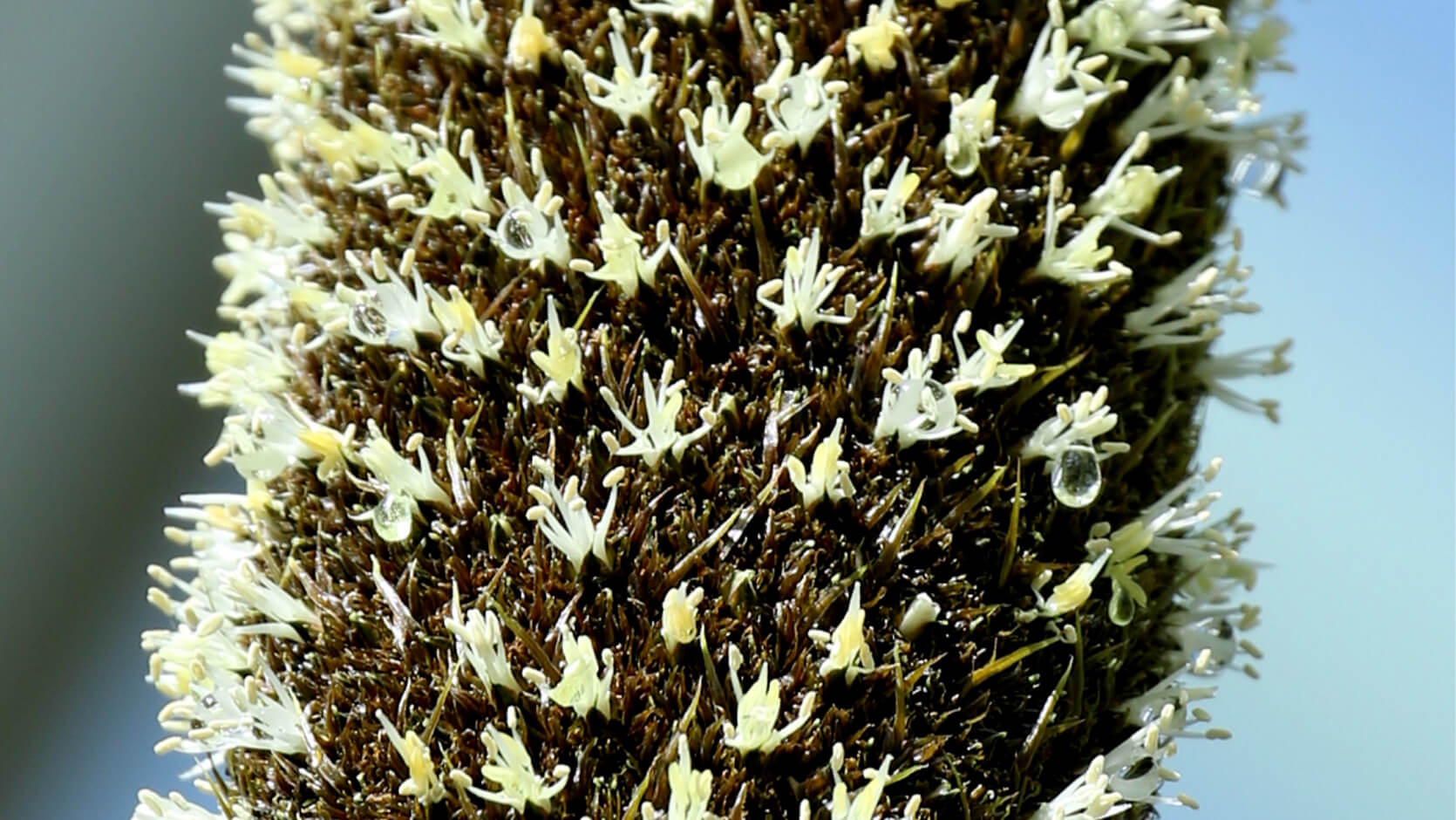 False Lime (Suregada multiflora)