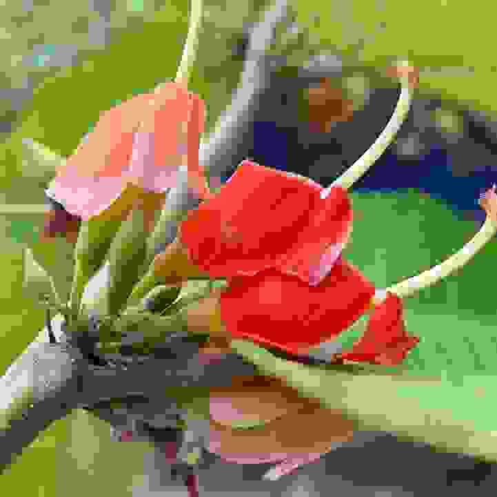 False Lime (Suregada multiflora)