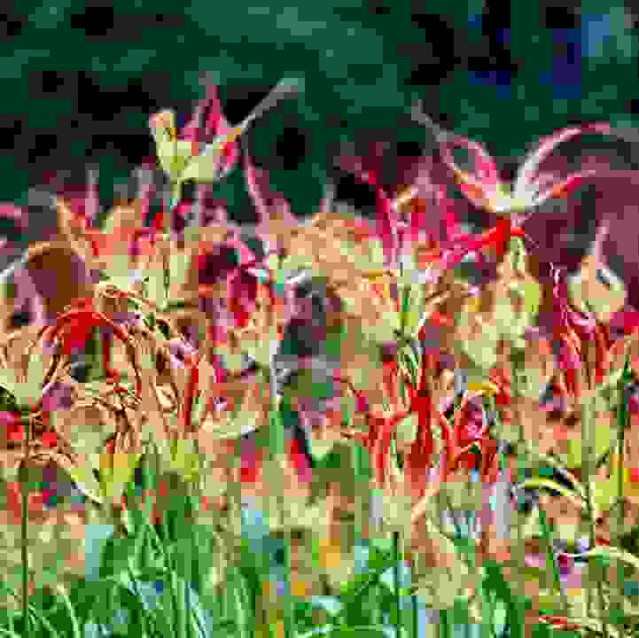 Golden Fuchsia (Deppea splendens)