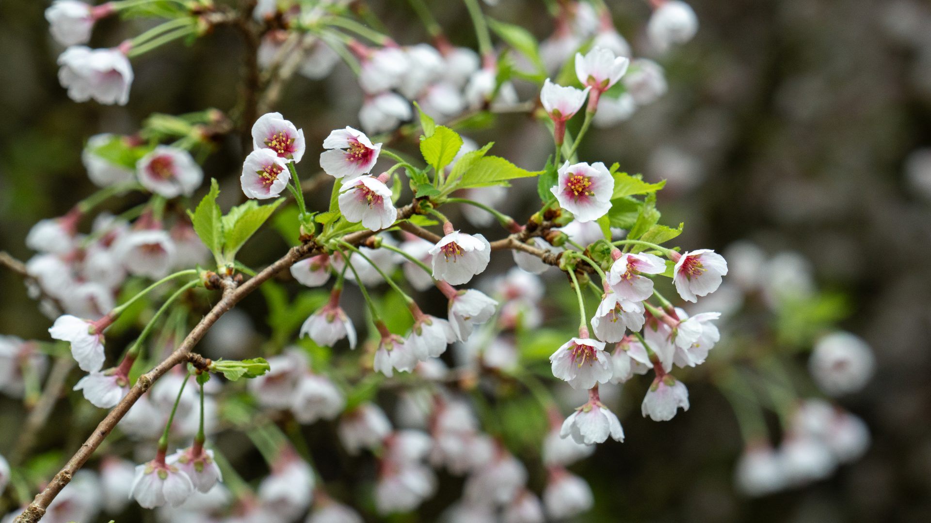 Prunus incisa Kojo-no-mai