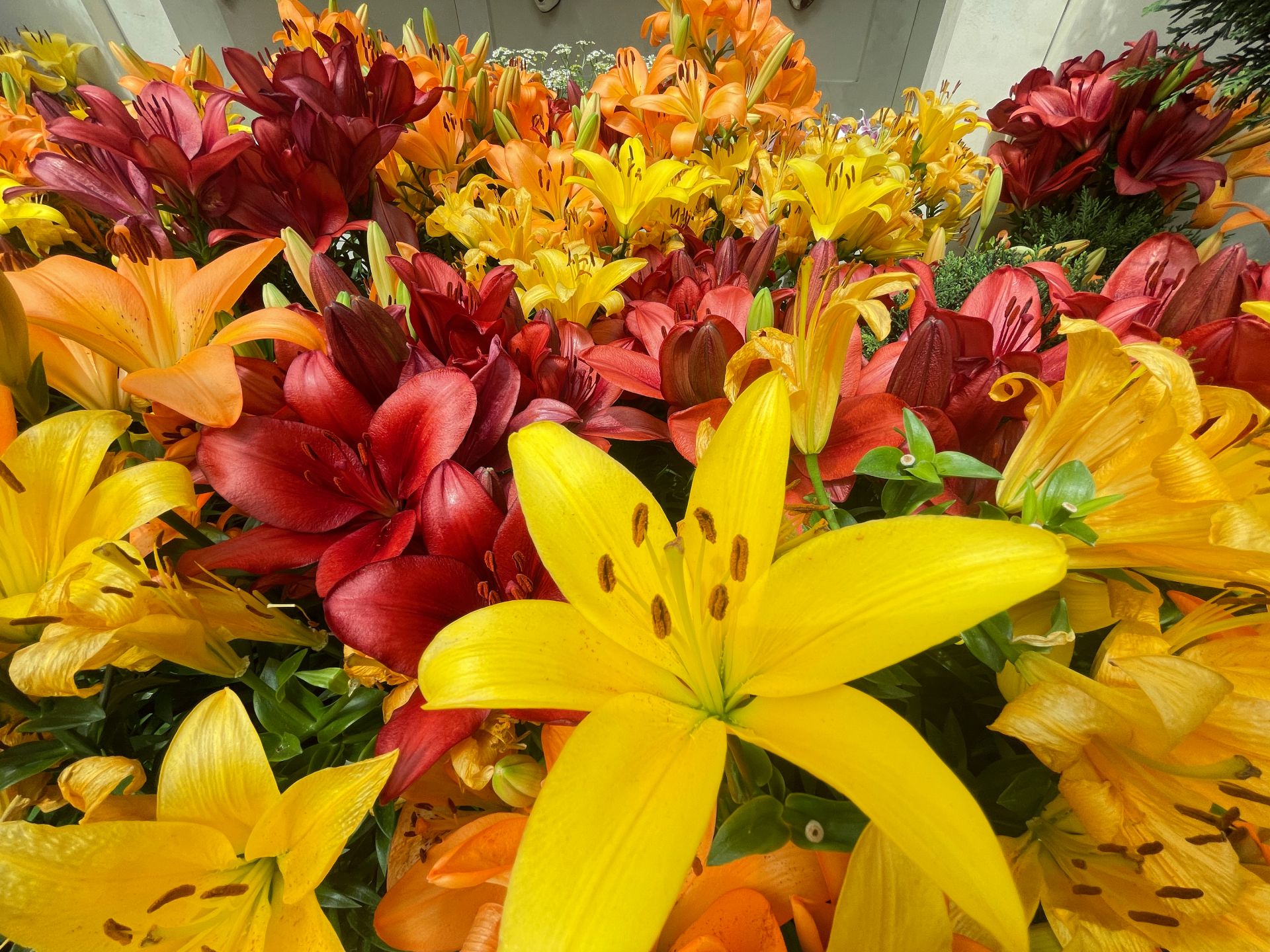 Lily (Lilium species and hybrids)