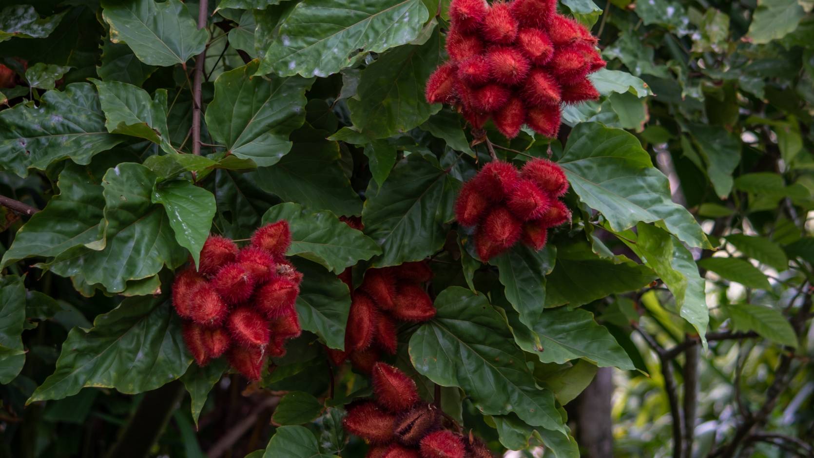 Gold Finger Plant (Juanulloa mexicana)