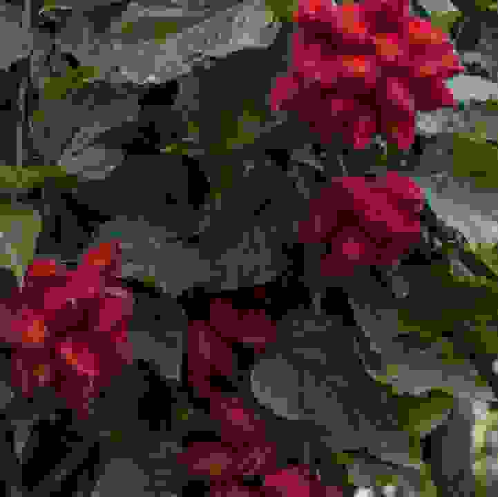 Calla lilies (Zantedeschia species and cultivars)