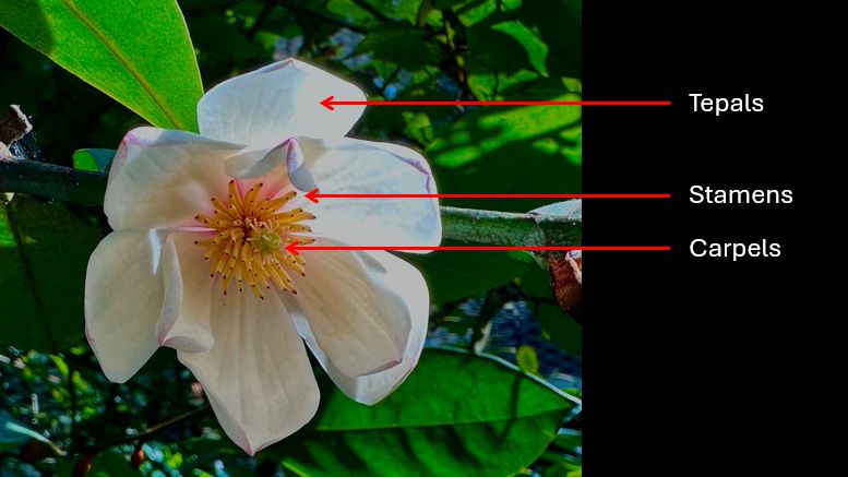 What Is Tepal In Flower