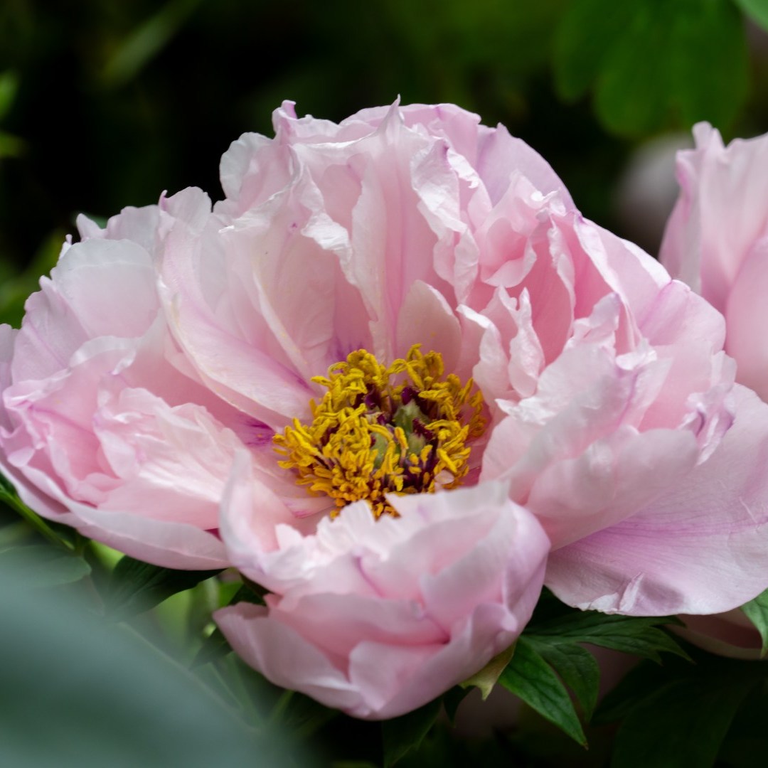 Peony (Paeonia cv.)