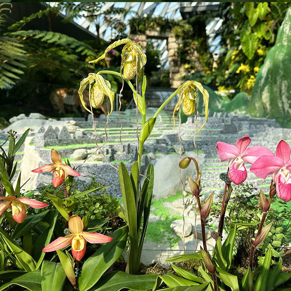 Waqanki (Masdevallia veitchiana)