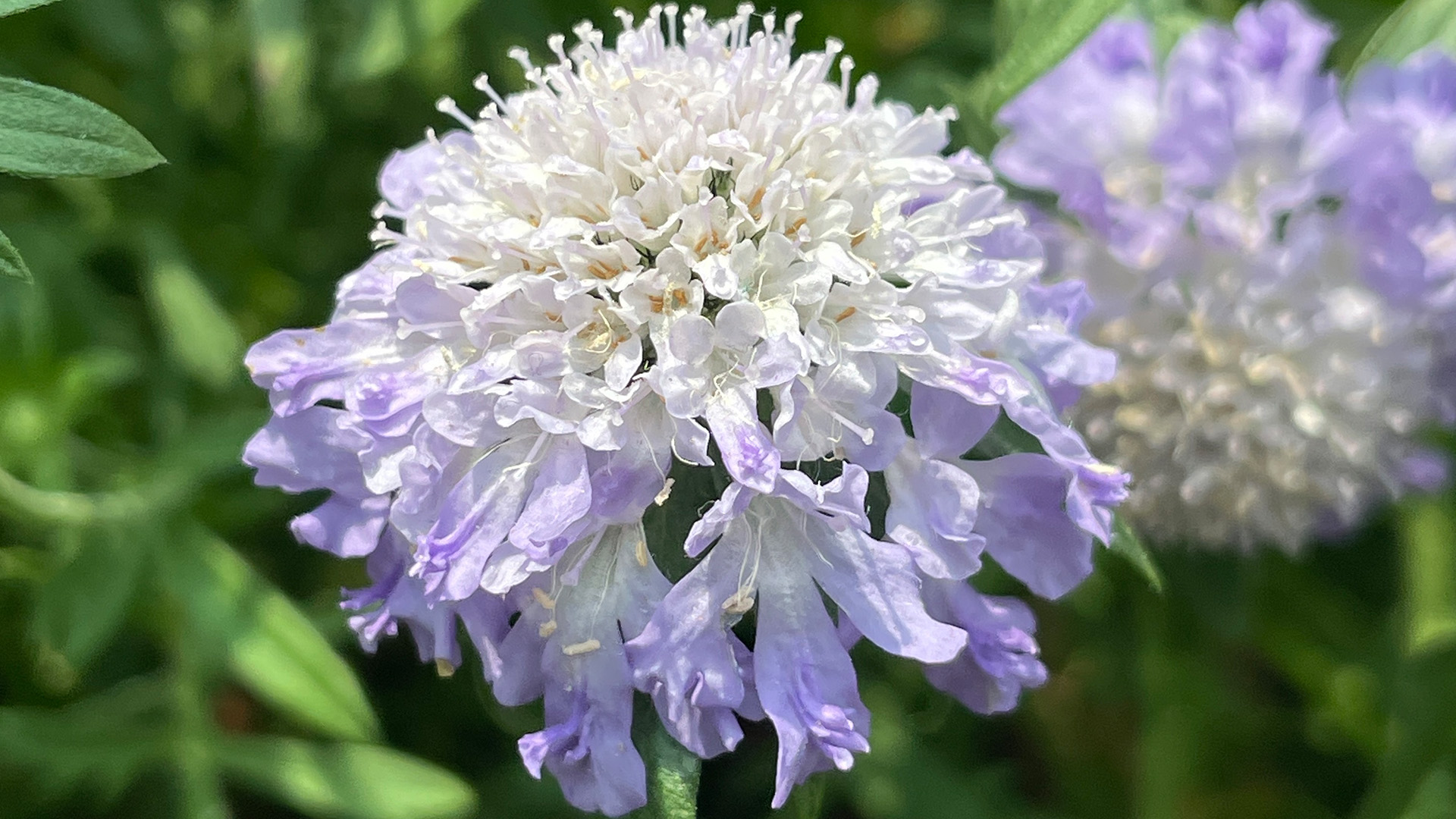 Pincushion Flower (Scabiosa spp. and cultivars)