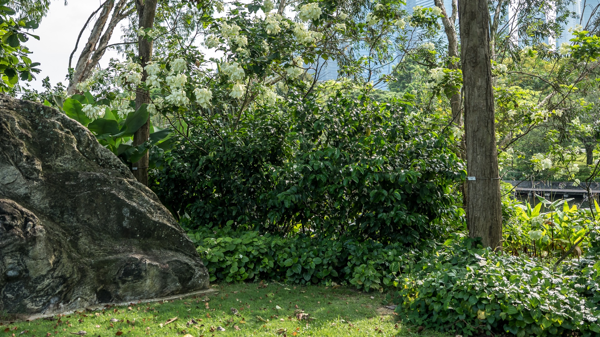 Lily (Lilium species and hybrids)