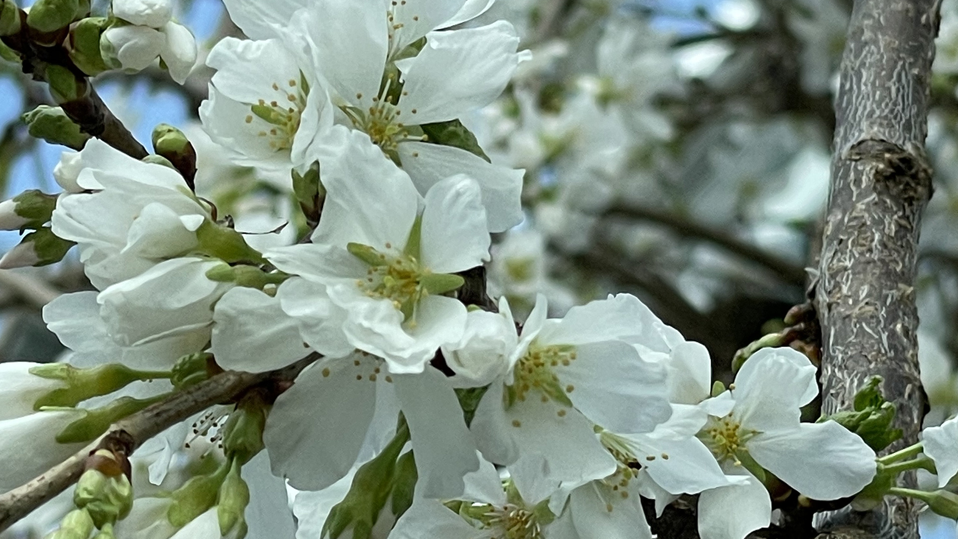 Snow Fountains Flowering Cherry (Prunus x subhirtella ‘Snow Fountains’)