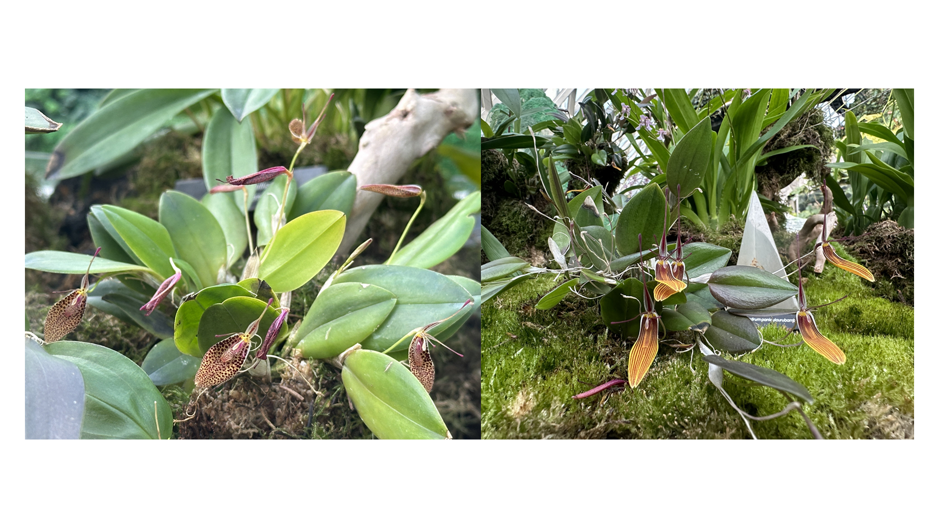 Restrepia