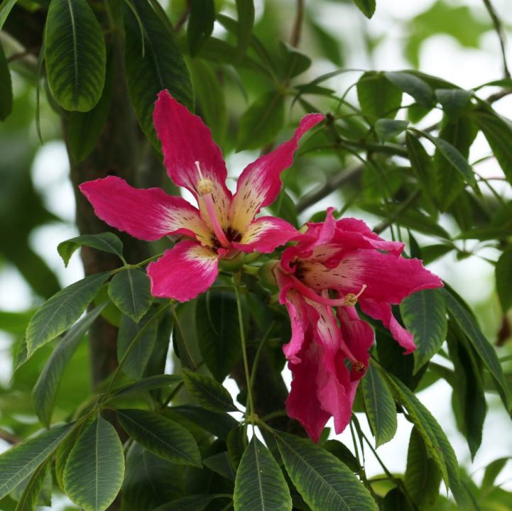 Peony (Paeonia cv.)