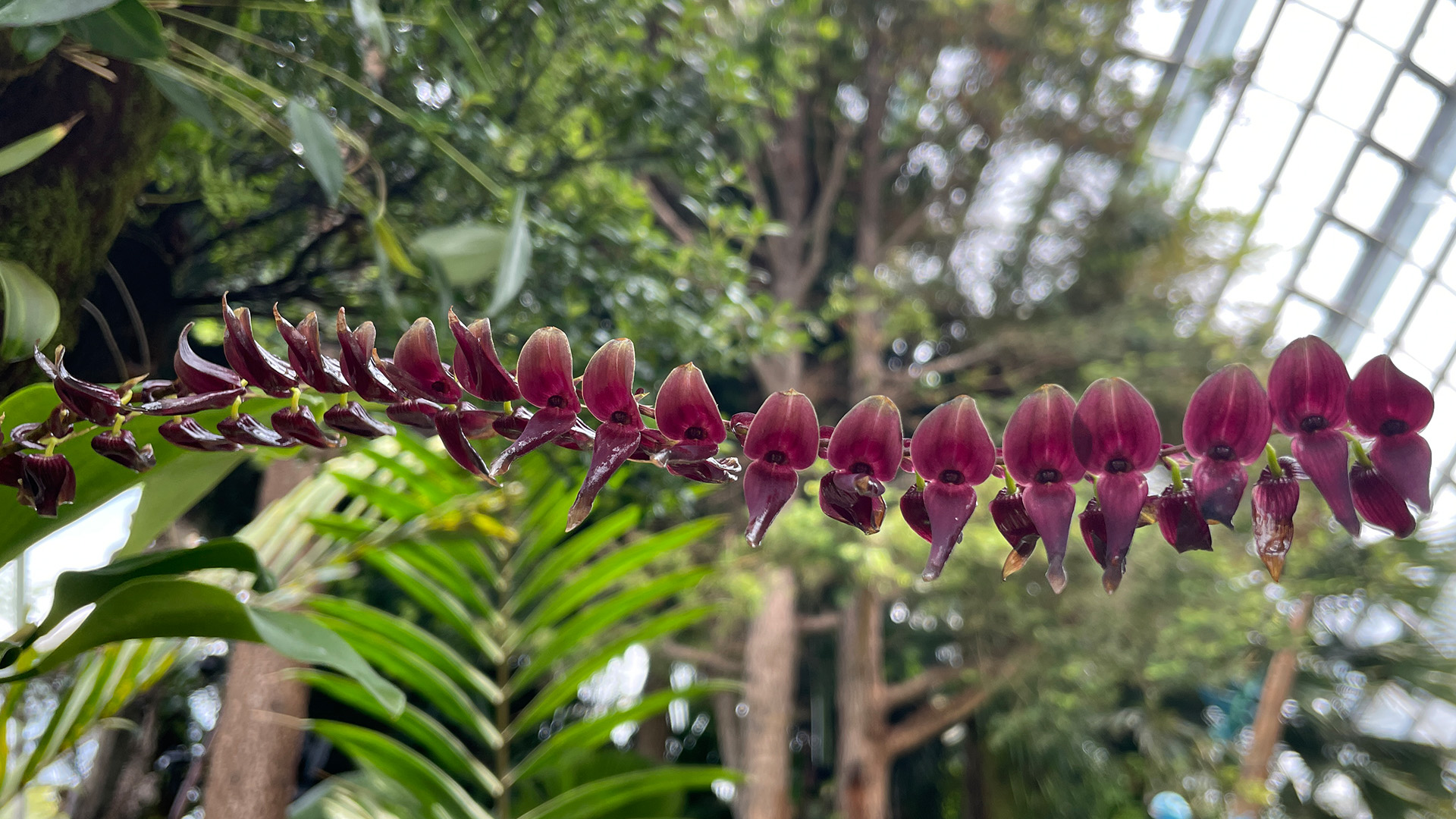Horned Tulip (Tulipa acuminata)