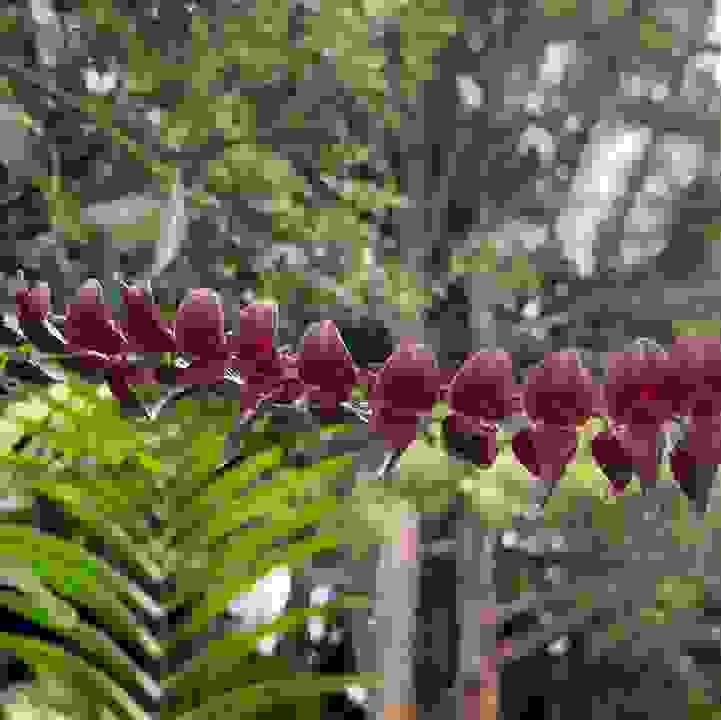 Poinsettia cultivars