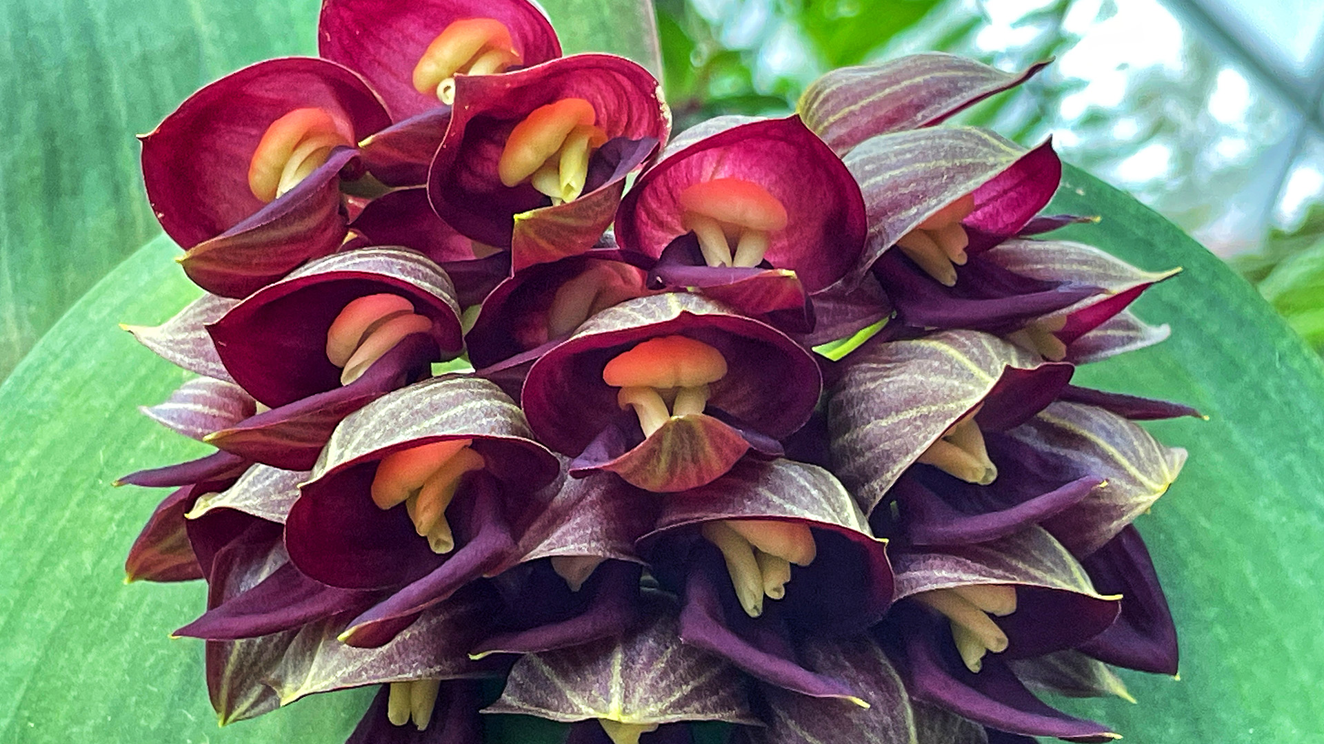 Teague's Pleurothallis (Pleurothallis teaguei)