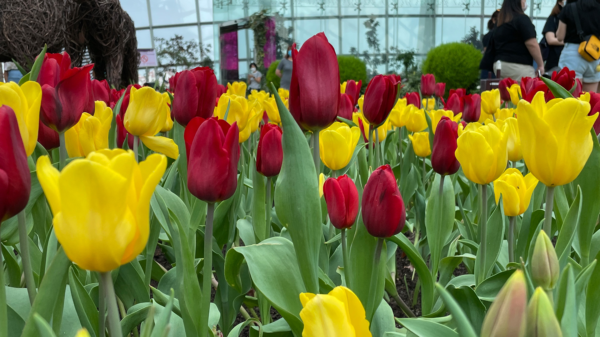 Tulip (Tulipa hybrids and cultivars)