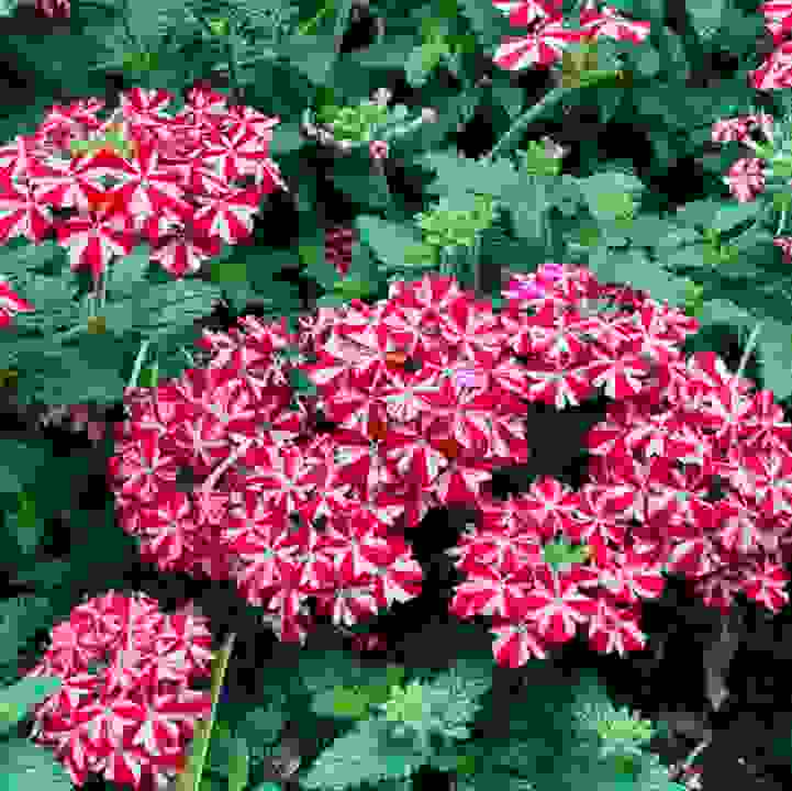 Poinsettia cultivars