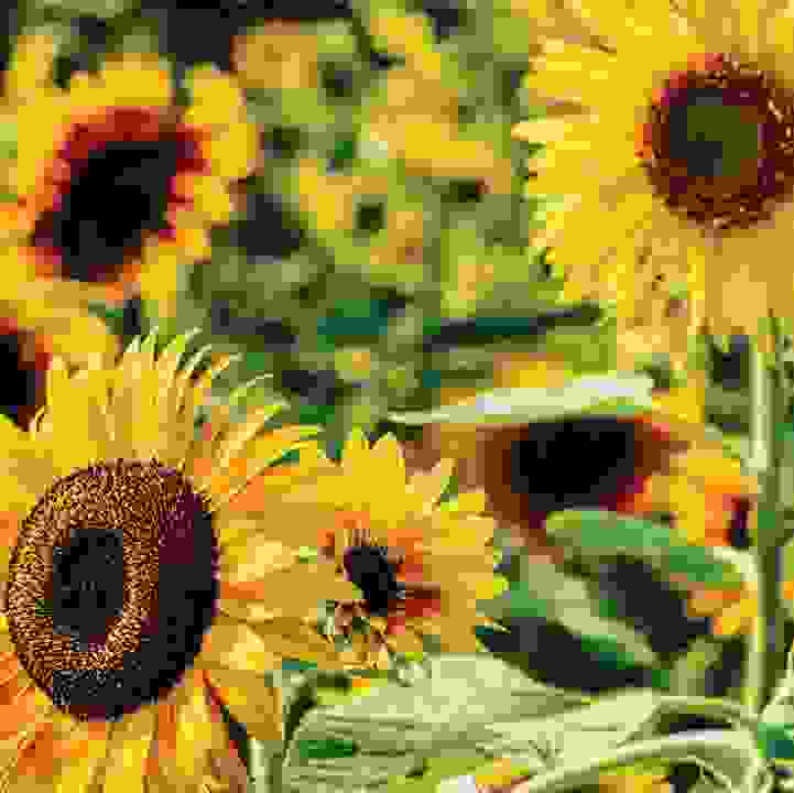 Garden Rhapsody - Gardens by the Bay